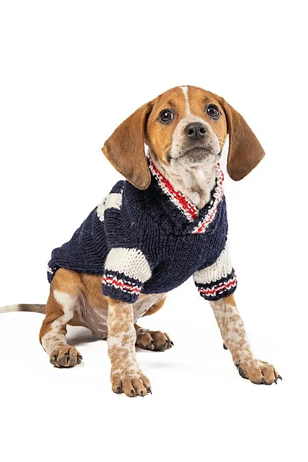 CHILLY DOG Varsity Knit Sweater
