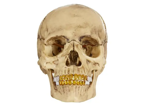 Supreme 4d Model Human Skull - Natural