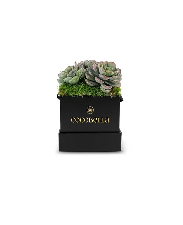 COCOBELLA Bella Mini Succulent Hatbox Arrangement - Black
