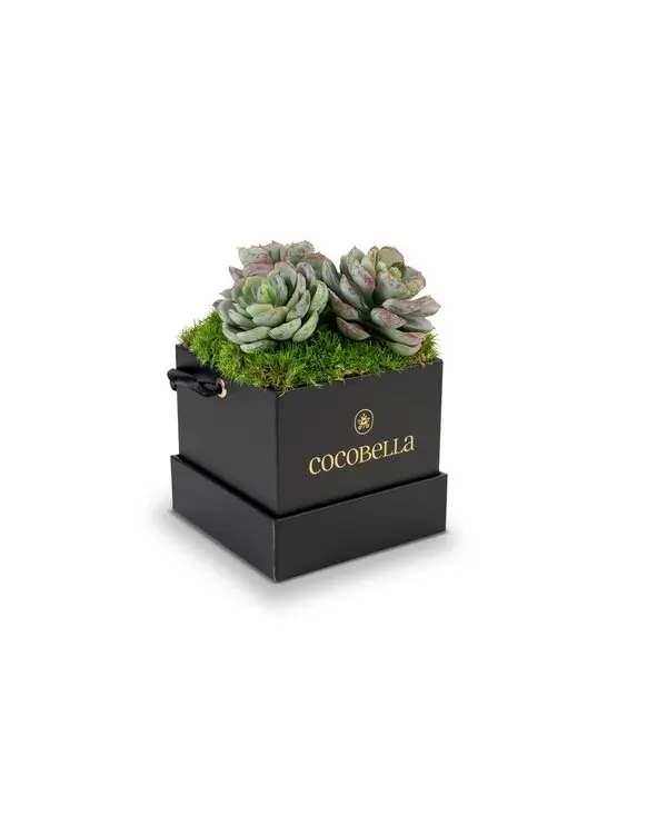 COCOBELLA Bella Mini Succulent Hatbox Arrangement