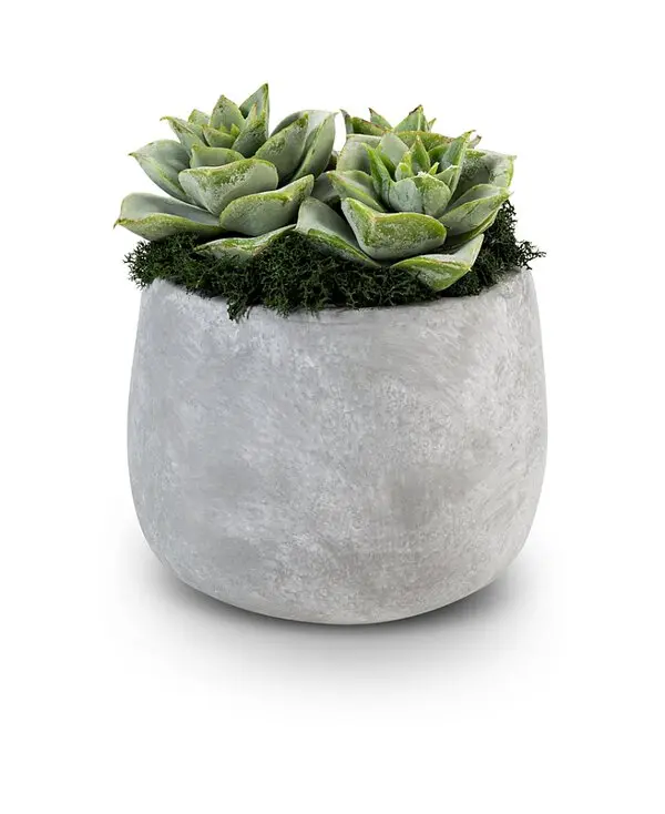 COCOBELLA Sandy Ceramic Succulent Arrangement - Grey