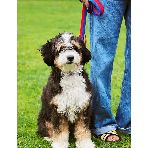 HAY Plaited Woven Dog Leash - Red And Blue