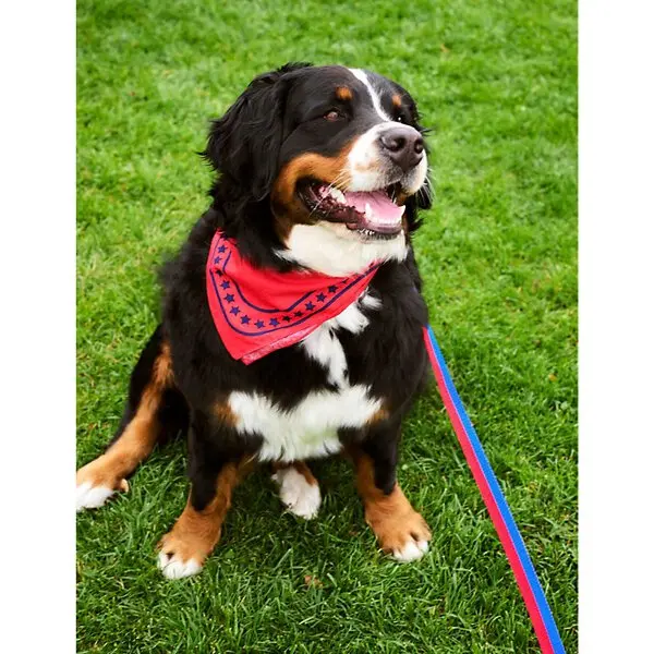 HAY Striped Flat Dog Collar - Red And Blue