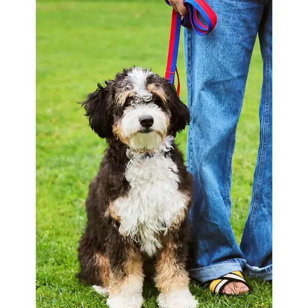 HAY Striped Flat Dog Collar - Red And Blue