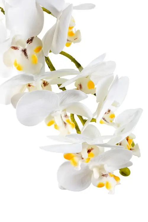 COCOBELLA Adeline Realtouch Orchid - Snow