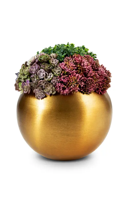 COCOBELLA Valencia Sedum - Gold