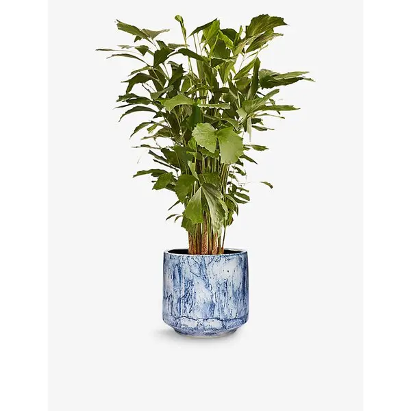 PATCH PLANTS Dorothy The Fishtail Palm In Decorative Pot 100-110cm