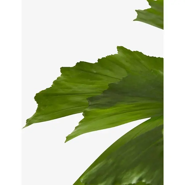 PATCH PLANTS Dorothy The Fishtail Palm In Decorative Pot 100-110cm