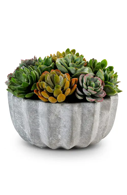 COCOBELLA Madison Pleated Ceramic Succulent Arrangement - Gray