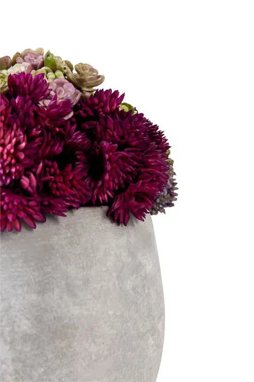 COCOBELLA Bailey Ceramic Sedum