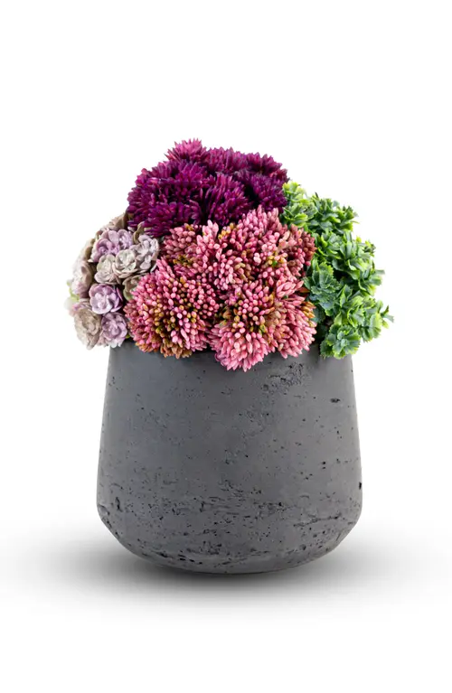 COCOBELLA Neriah Mini Sedum Arrangement - Charcoal