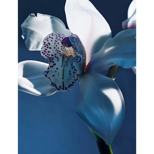 Chloé Atelier Des Fleurs Orchidée De Minuit Eau De Parfum - One-color