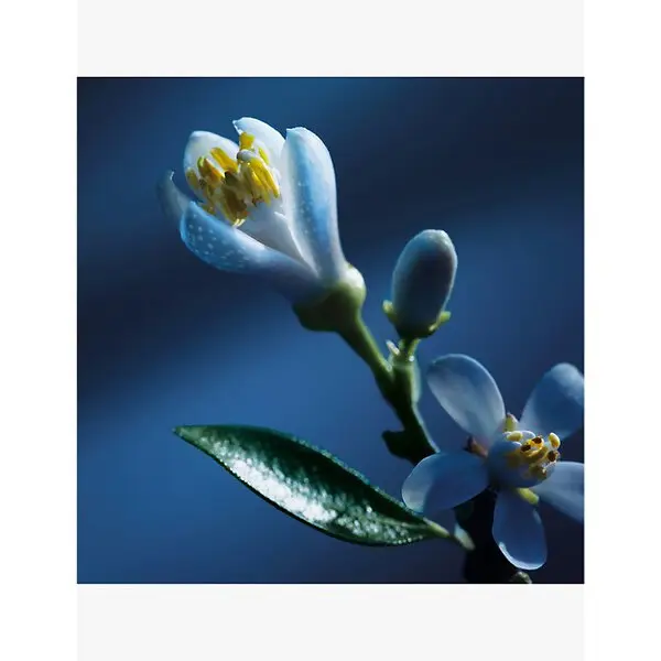 Chloé Atelier Des Fleurs Nuit D'oranger Eau De Parfum - One-color