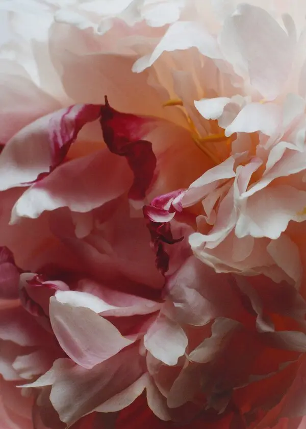 Jo Malone Peony & Suede Diffuser, Fragrance, Floral