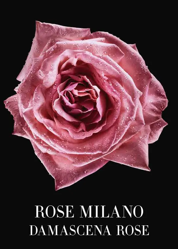GIORGIO ARMANI BEAUTY Privé Les Eaux Rose Milano