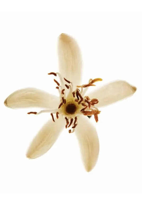 HERMETICA Megaflower Eau De Parfum