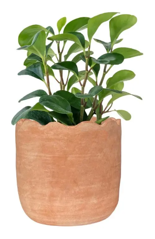MESO GOODS Wavy Planter