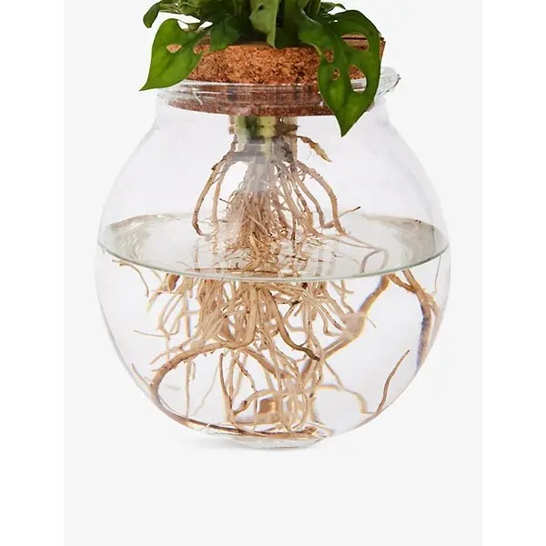 Patch Plants Wallace The Monstera Plant In Glass Jar With Misting Bottle  30-40cm - One-Color | Editorialist