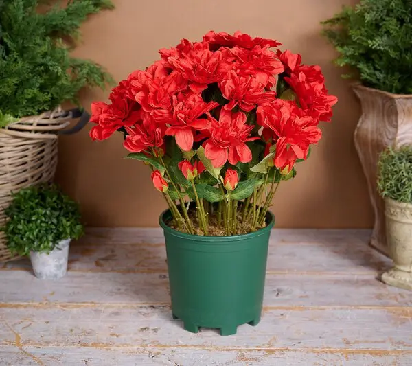 VALERIE PARR HILL As Is 24' Deluxe Mums In Starter Pot Valerie - One-color
