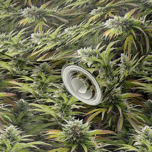 Spoonflower Big Marijuana Cannabis 420 Weed Grass Custom Pre-pasted Wallpaper - Green,black