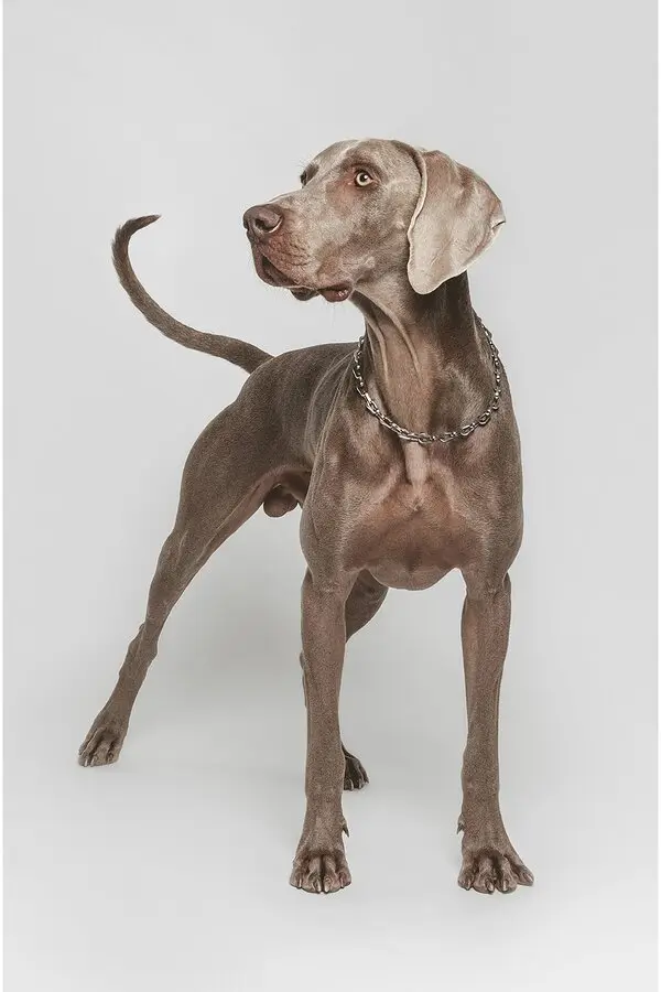 PAGERIE The Linque Collar