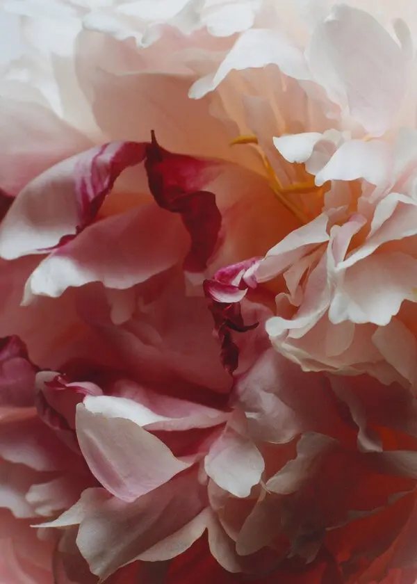 Jo Malone Peony & Suede Deluxe Candle