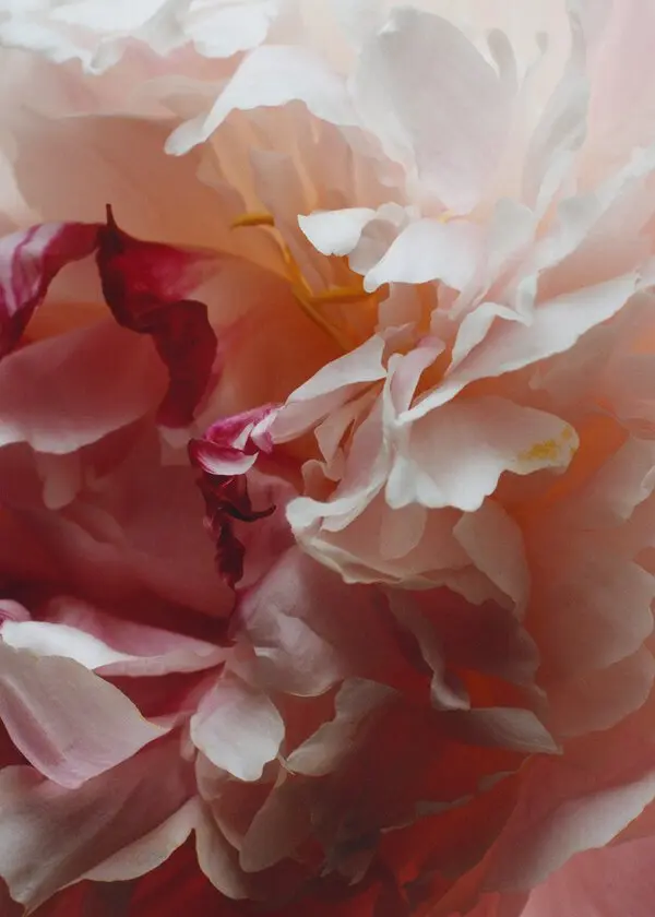 Jo Malone Peony & Suede Cologne