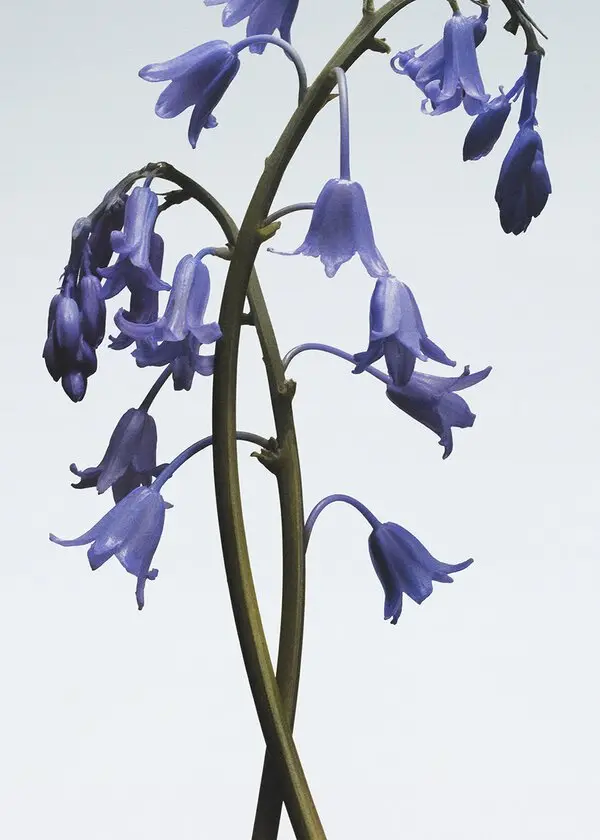 Jo Malone Bluebell Scent Surround Diffuser - Wild