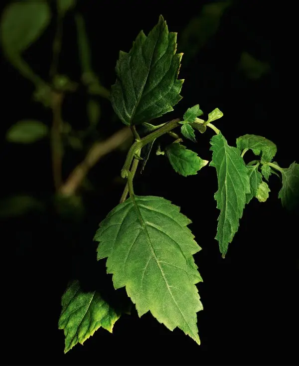 Saint Laurent Tuxedo Eau De Parfum