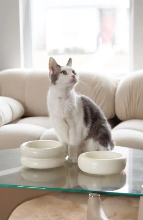 CATENARY Halo Elevated Cat Bowl