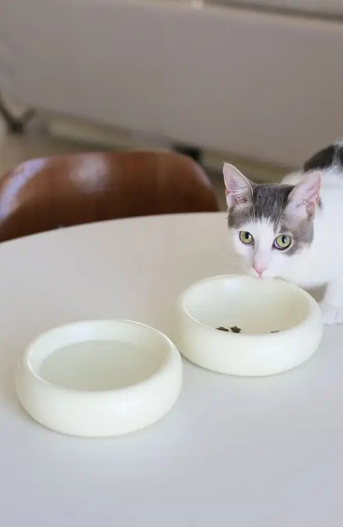 CATENARY Halo Cat Bowl