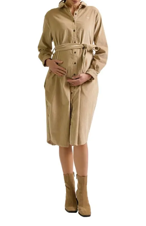 CACHE COEUR Maternity Corduroy Shirt Dress - Hazel
