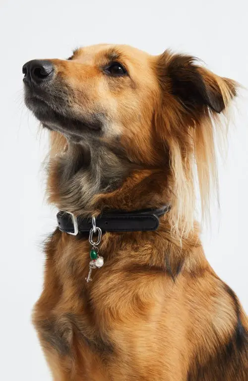 OSSA Pet Collar Charm
