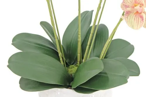 CG HUNTER Artificial 4-stem Phalaenopsis Orchid