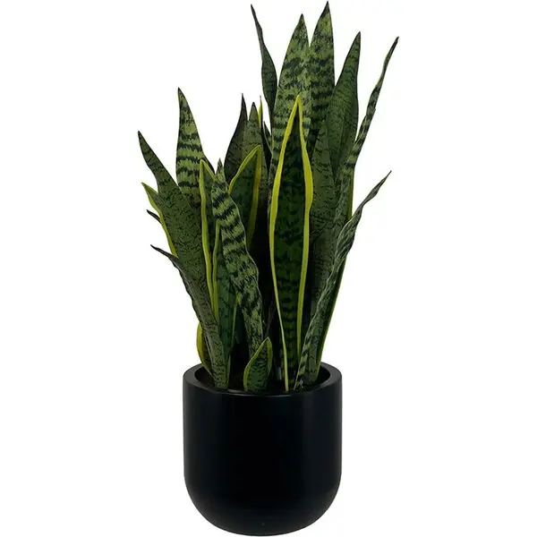 CG HUNTER 30" Snake Plant - Green