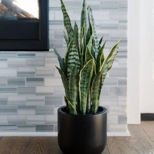 CG HUNTER 30" Snake Plant