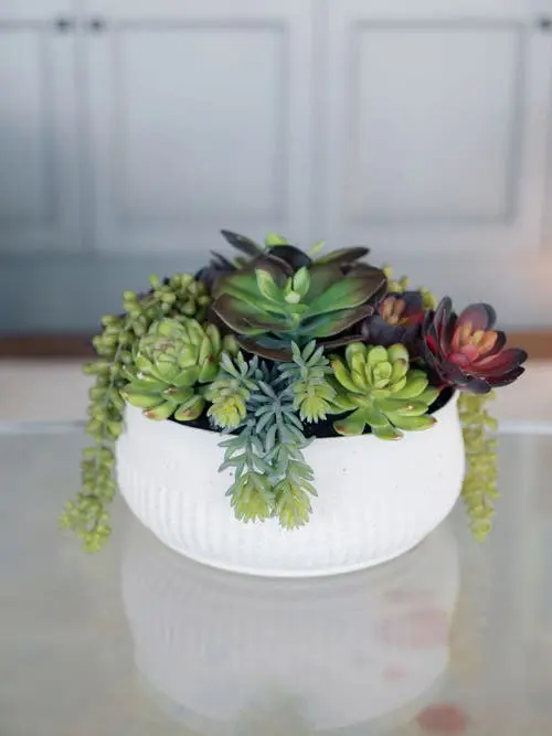 CG HUNTER 12" Succulent Arrangement