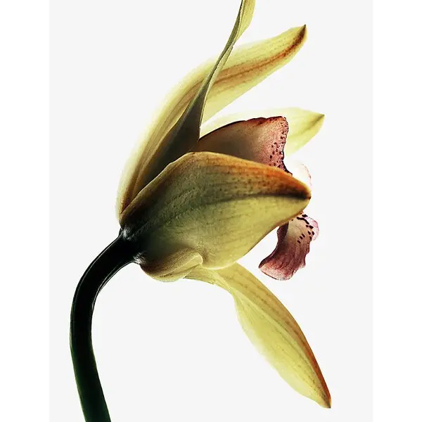 Loewe Roasted Vanilla Eau De Parfum