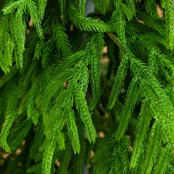 NEARLY NATURAL Artificial Real Touch Norfolk Island Pine 6' Christmas Tree With Natural Look