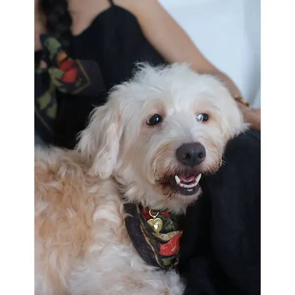 ST.PIA Berry Bff Large Cotton Pet And Human Bandana