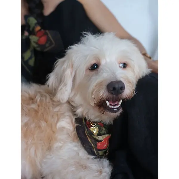 ST.PIA Berry Bff Small Cotton Pet And Human Bandana