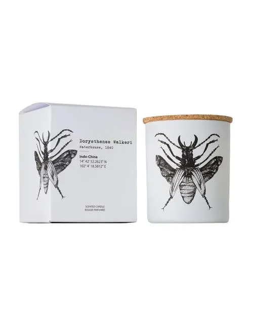 VILA HERMANOS Vila Insect Candle In Jar 6.7 Ounce - Dorysthenes Walkeri