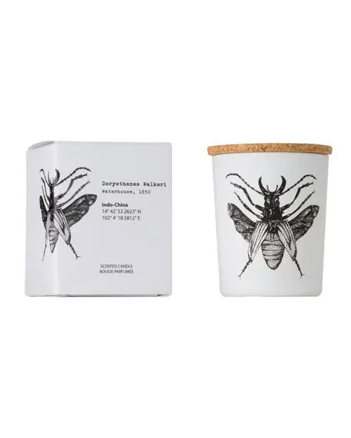 VILA HERMANOS Insect Candle In Jar 2.65 Ounce - Dorysthenes Walkeri