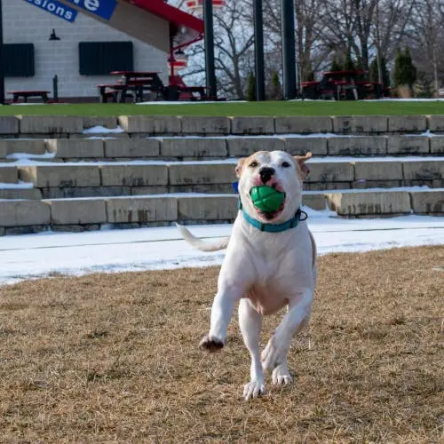 PETKORE Flotex Ball Large