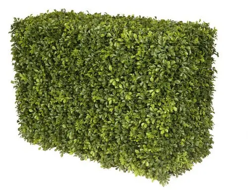 WINWARD HOME Boxwood Hedge - Green
