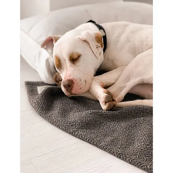 ST.PIA Terra Large Cotton-blend Pet Blanket