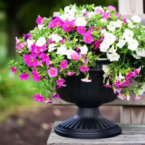 BLOEM Grecian Urn Planter 12 Inch Casper White