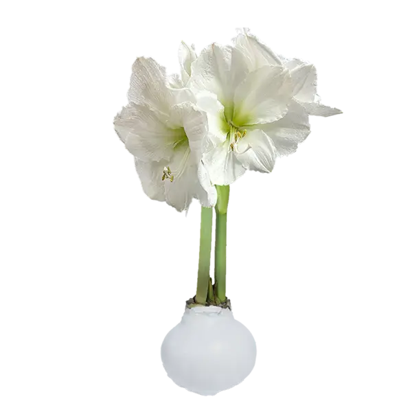 DAYLILY NURSERY White Flower Base 36 - White Wax