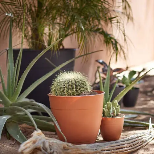 BLOEM 12 Inch Dayton Planter With Saucer Tray