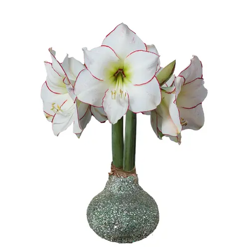 DAYLILY NURSERY Picasso Glitter Base 32+ - Sage Green